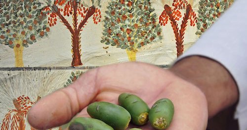 The Date Palm: Origin and Cultivation in the [...] - Vincent Battesti